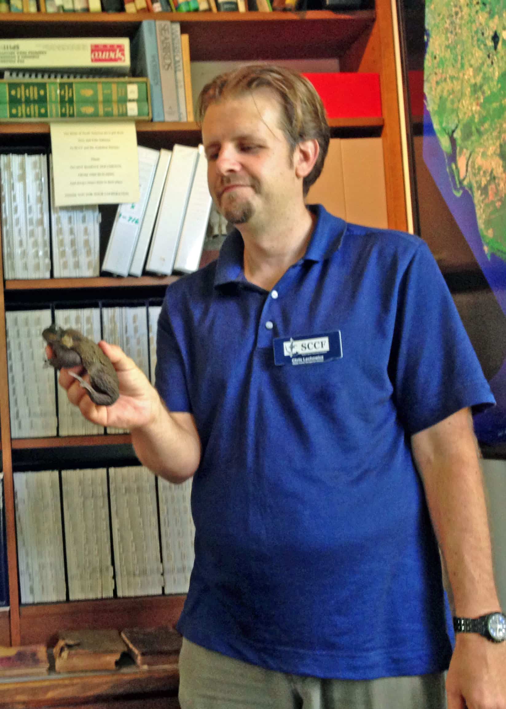 Toxic Cane Toads Making Comeback on Islands - Sanibel-Captiva ...