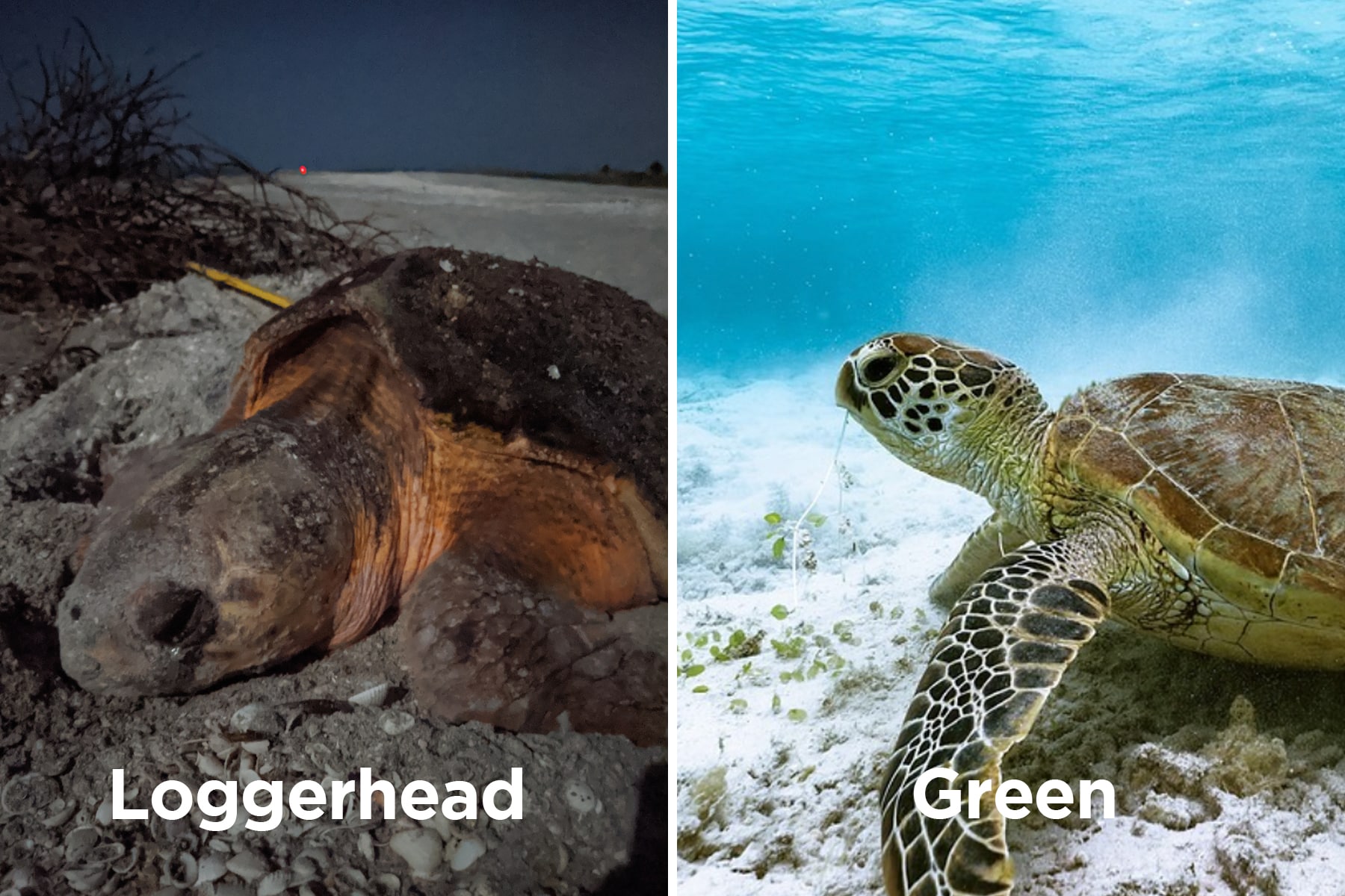 Loggerhead Versus Green Sea Turtles - Sanibel-Captiva Conservation ...