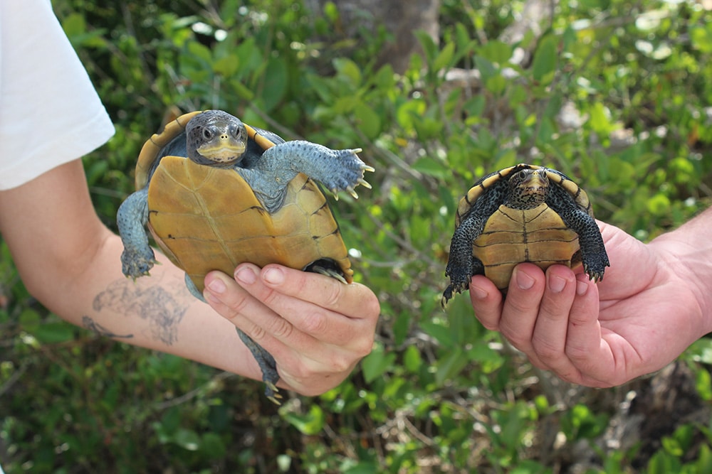 Diamondback Terrapin Monitoring Begins - Sanibel-Captiva Conservation ...