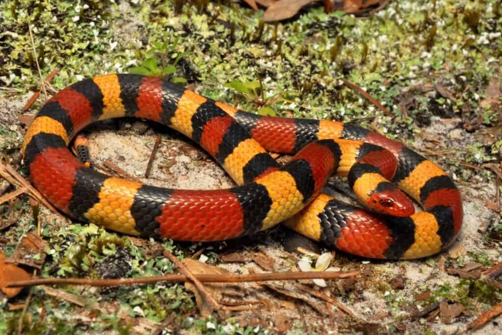 scarlet snake