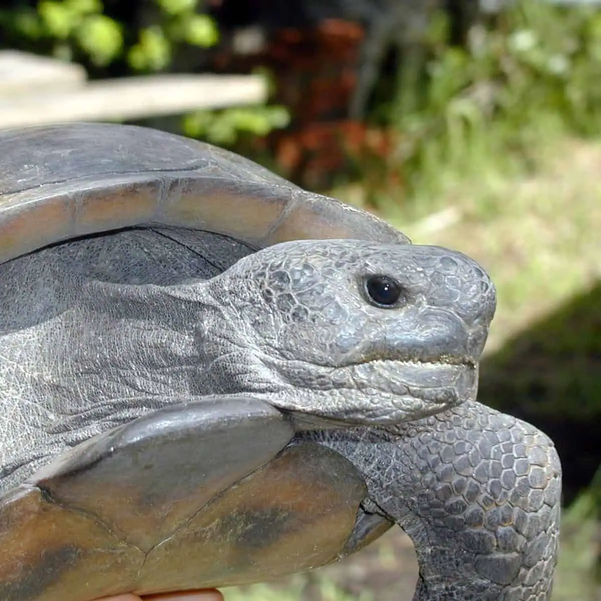 gopher tortoise burrow scope