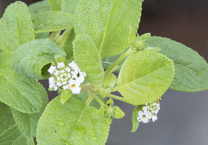 About Us - Sanibel-Captiva Conservation Foundation