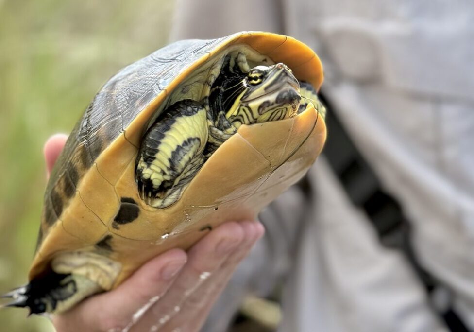 Florida Box Turtle Project - Sanibel-Captiva Conservation Foundation