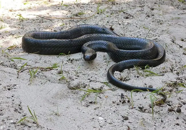 indigo snake uk
