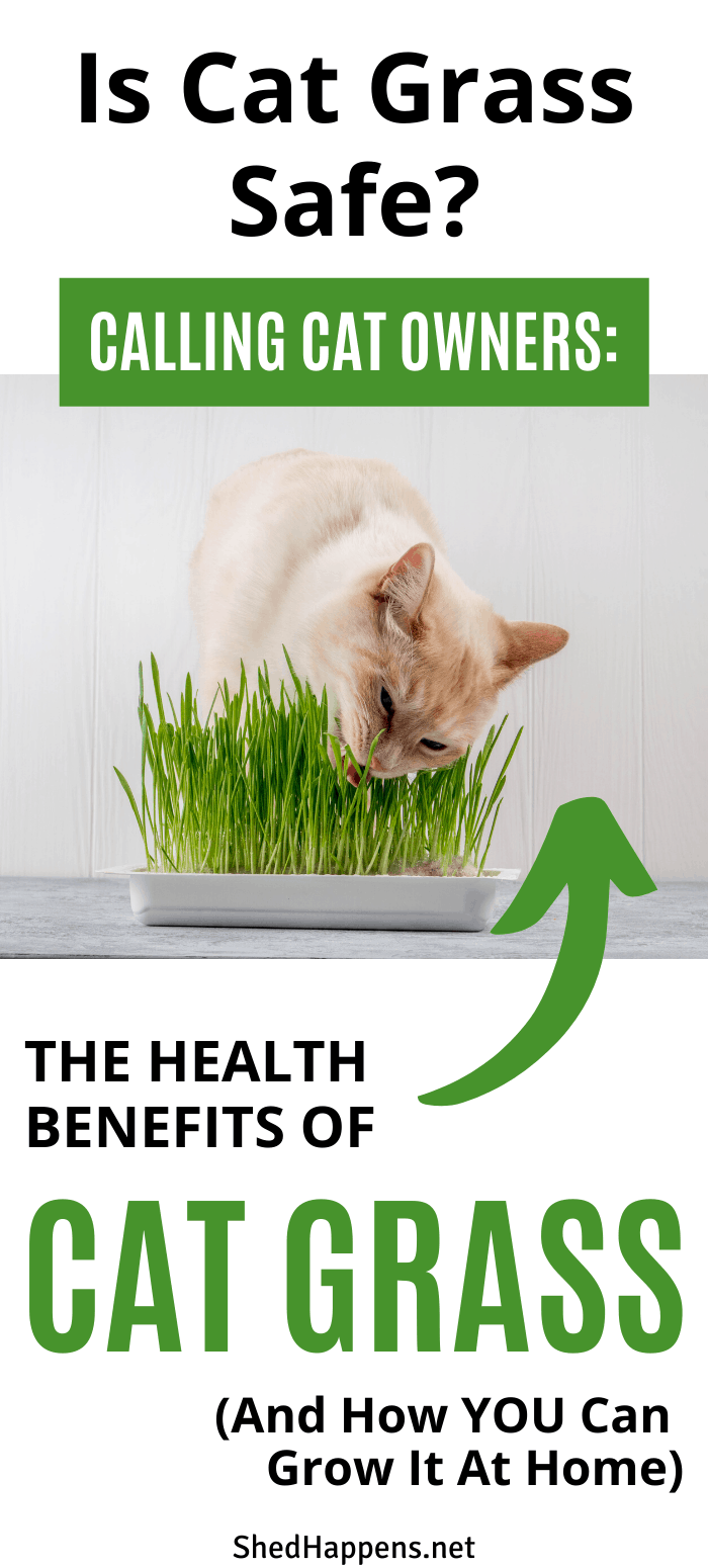 The Benefits of Cat Grass for Your Feline Friend - Shed Happens