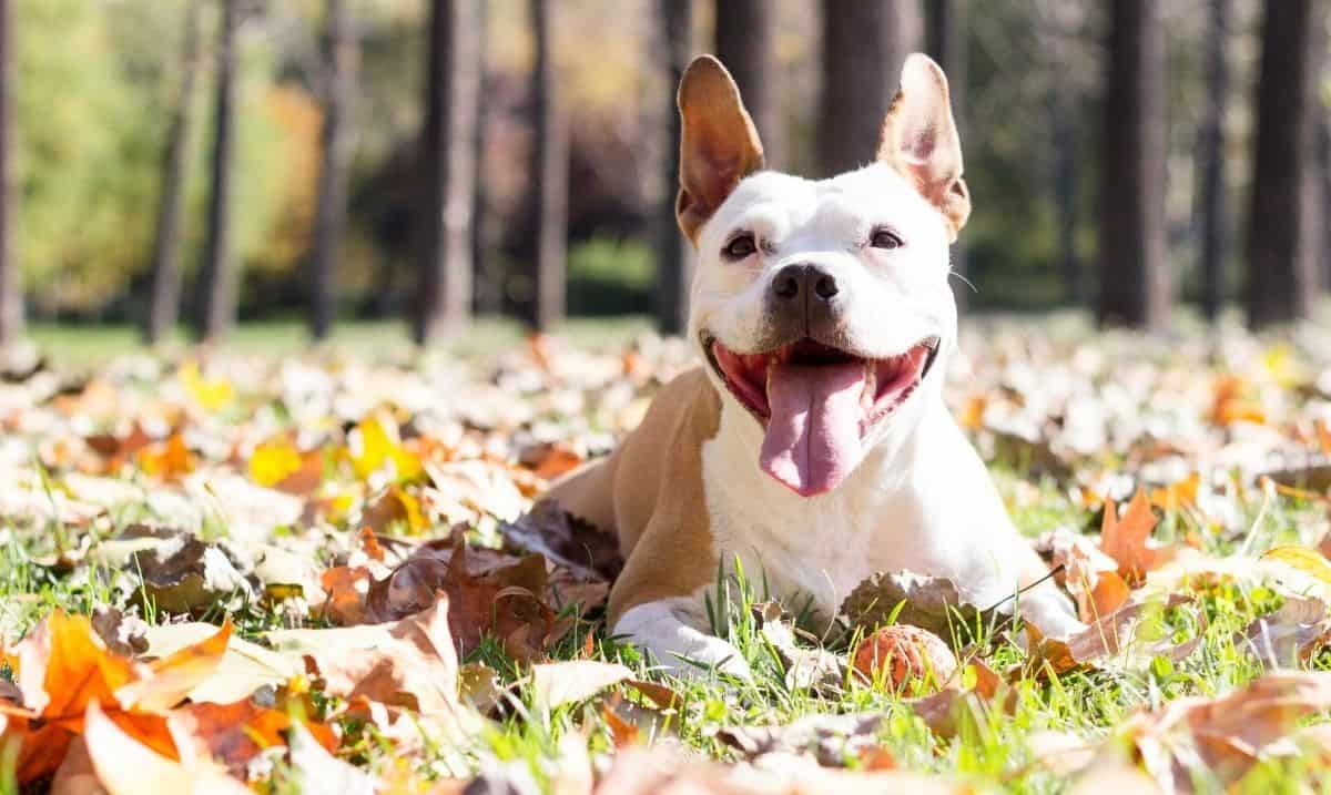 will leaves hurt my dog