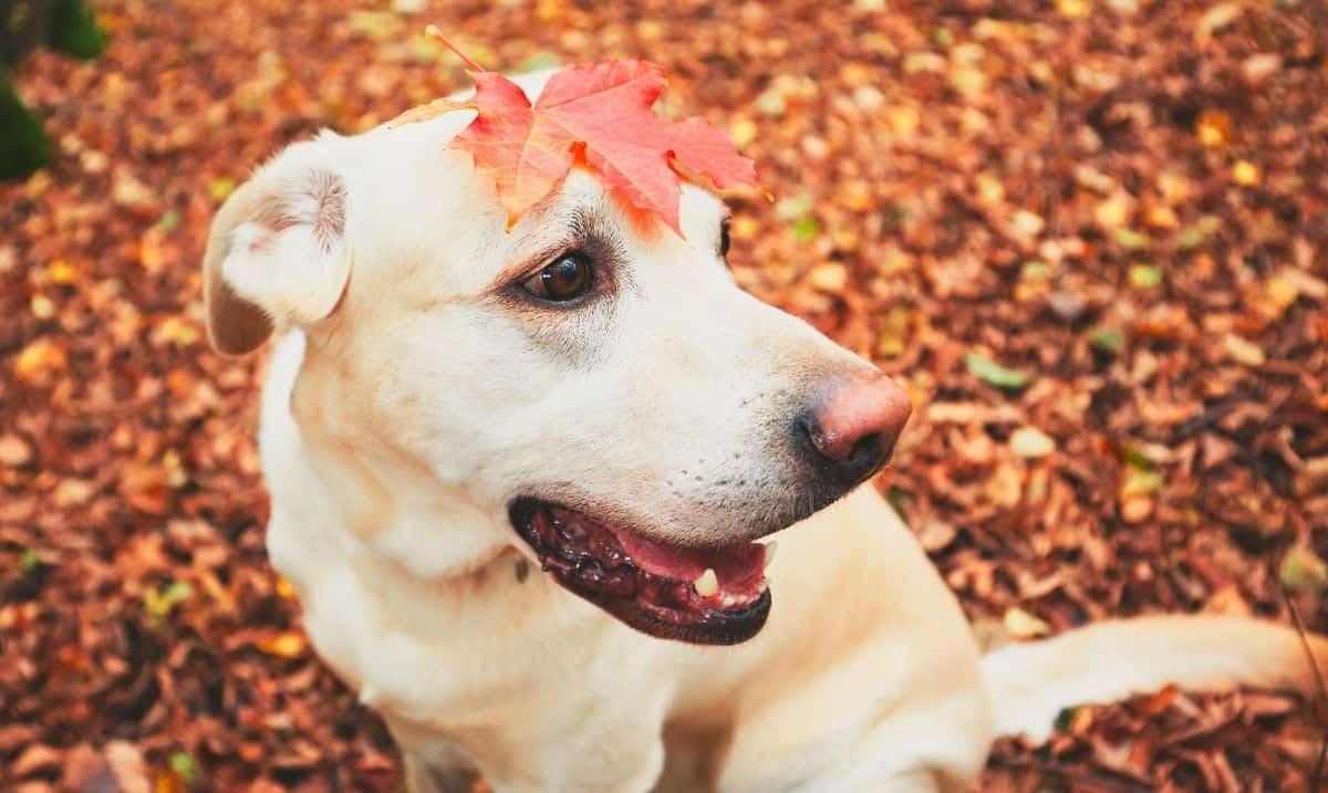 will leaves hurt my dog