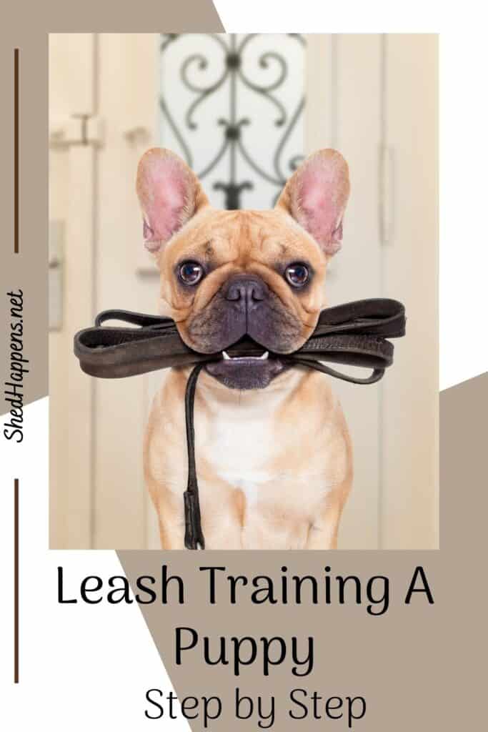How Early Should You Start Leash Training A Puppy? - Shed Happens