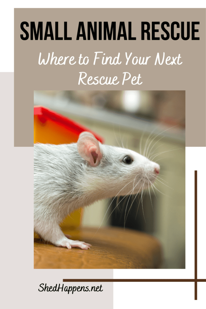 Small Animal Rescue: Where to Adopt Your Next Pocket Pet - Shed Happens