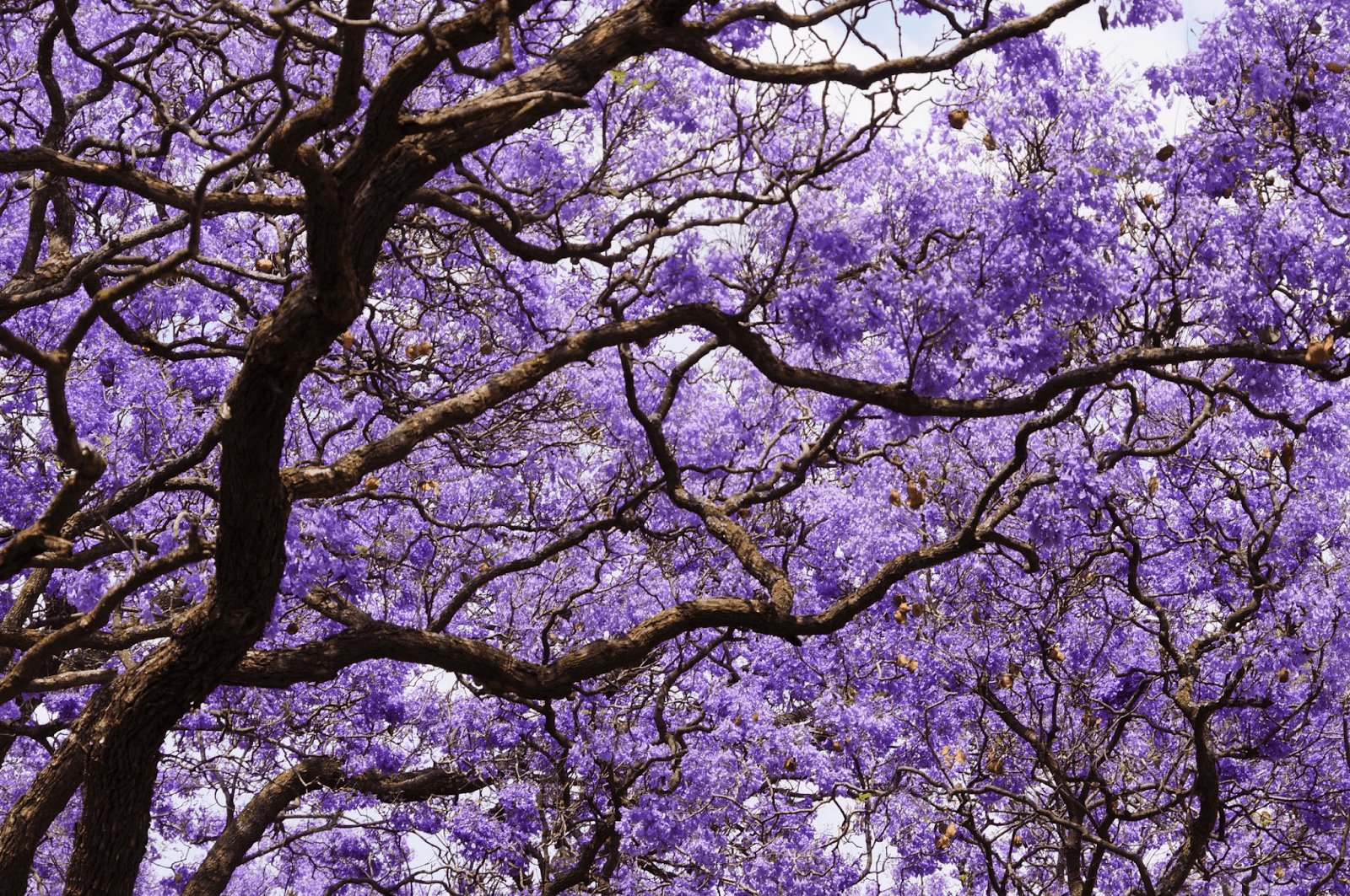 Abha is Purple & Blooming with Jacaranda Trees Right Now! | Soul of Saudi
