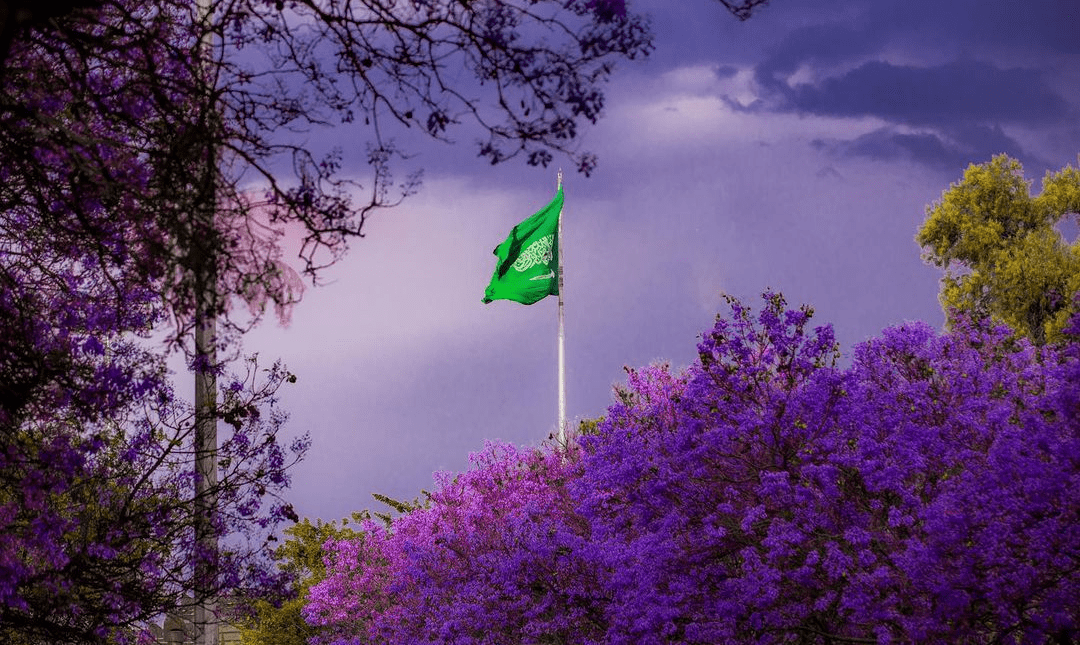 Abha is Purple & Blooming with Jacaranda Trees Right Now! | Soul of Saudi