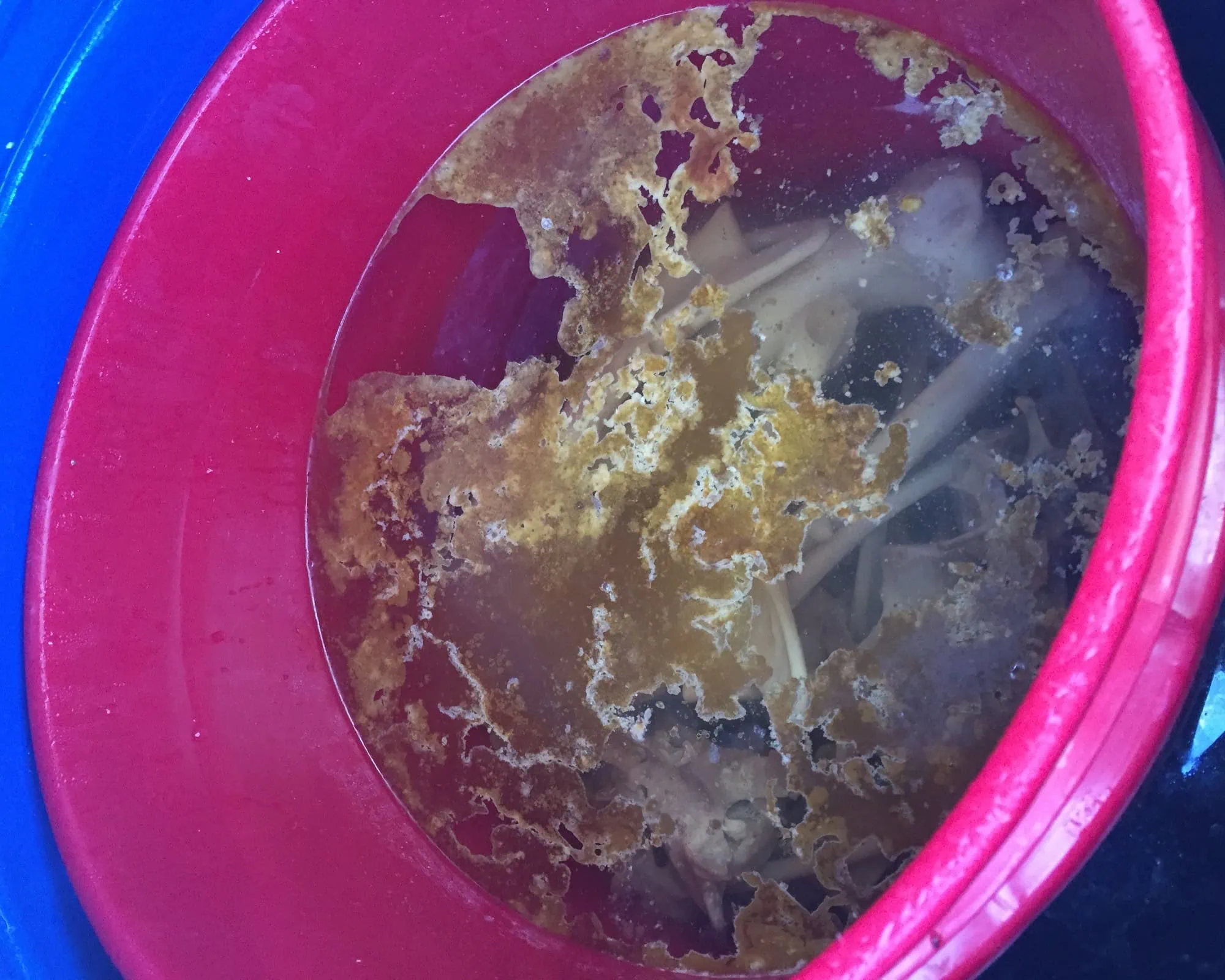 Degreasing 101- Three Ways to Turn Yellow Bones White
