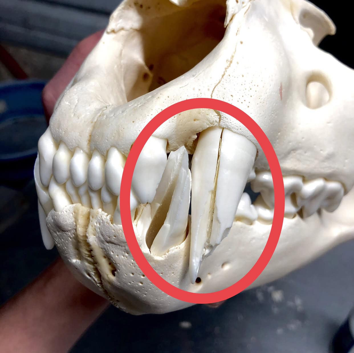 Degreasing 101- Three Ways to Turn Yellow Bones White