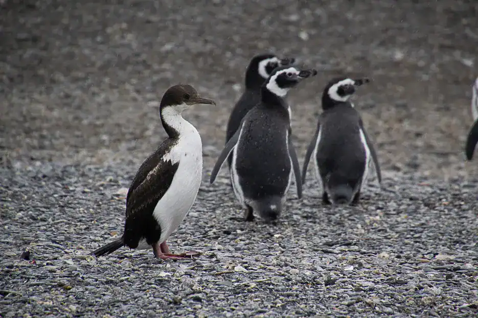 Beagle Channel Boat Tours from Ushuaia: Zodiac, Catamaran or Yacht?