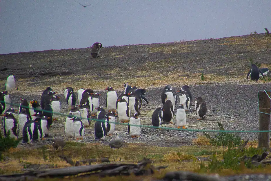Beagle Channel Boat Tours from Ushuaia: Zodiac, Catamaran or Yacht?