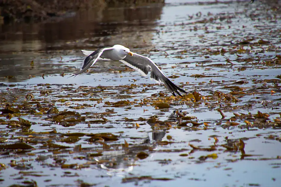Beagle Channel Boat Tours from Ushuaia: Zodiac, Catamaran or Yacht?