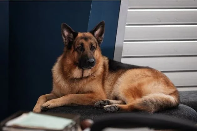 Major Cast Change Beloved K9 Show Hudson and Rex Loses 2 Key Members ...