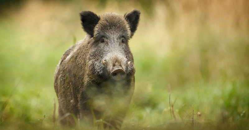 Wildlife Damage: Have Client Properties Gone To The Hogs!?