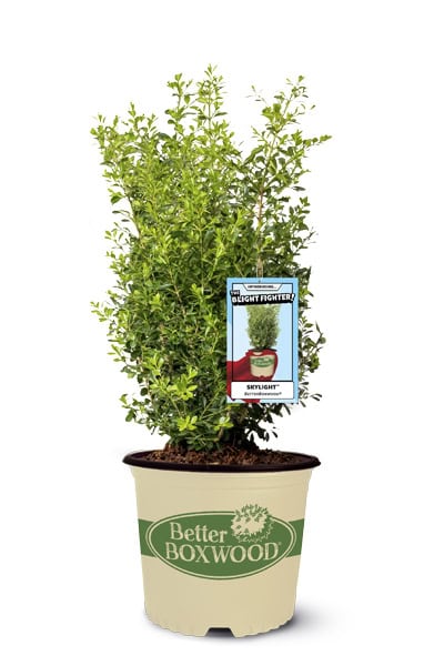 New Plant Varieties & Trends For 2024