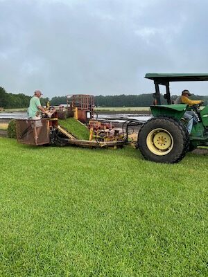 Turfgrass In The Transition Zone