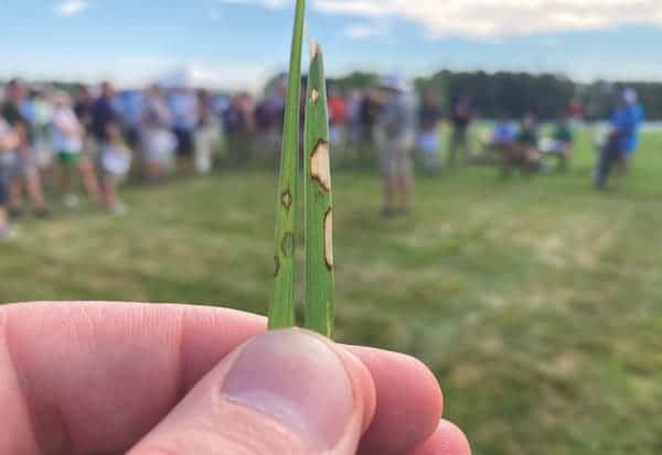 Troubleshooting Turfgrass Diseases - Featured - Turf Magazine