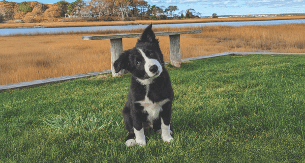 Top Dog At GIS: “Chief Of The Geese Police” Wins 2026 Dog Of The Year ...