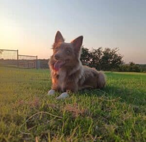 USBCHA National Sheepdog Finals 2025 – Working Stockdogs