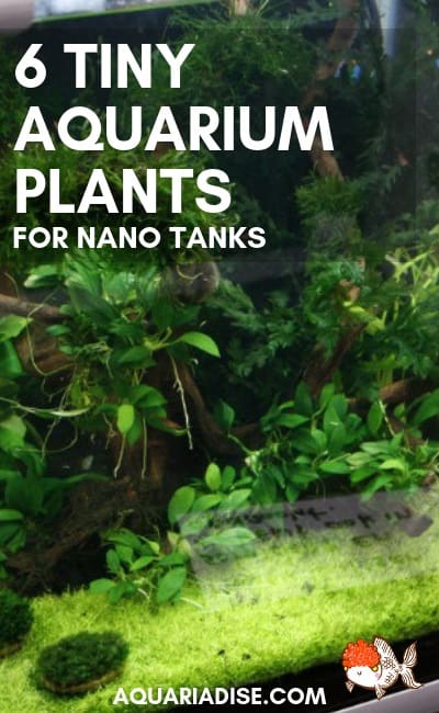 Nano Planted Tank: 6 Tiny Aquarium Plants! - Aquariadise