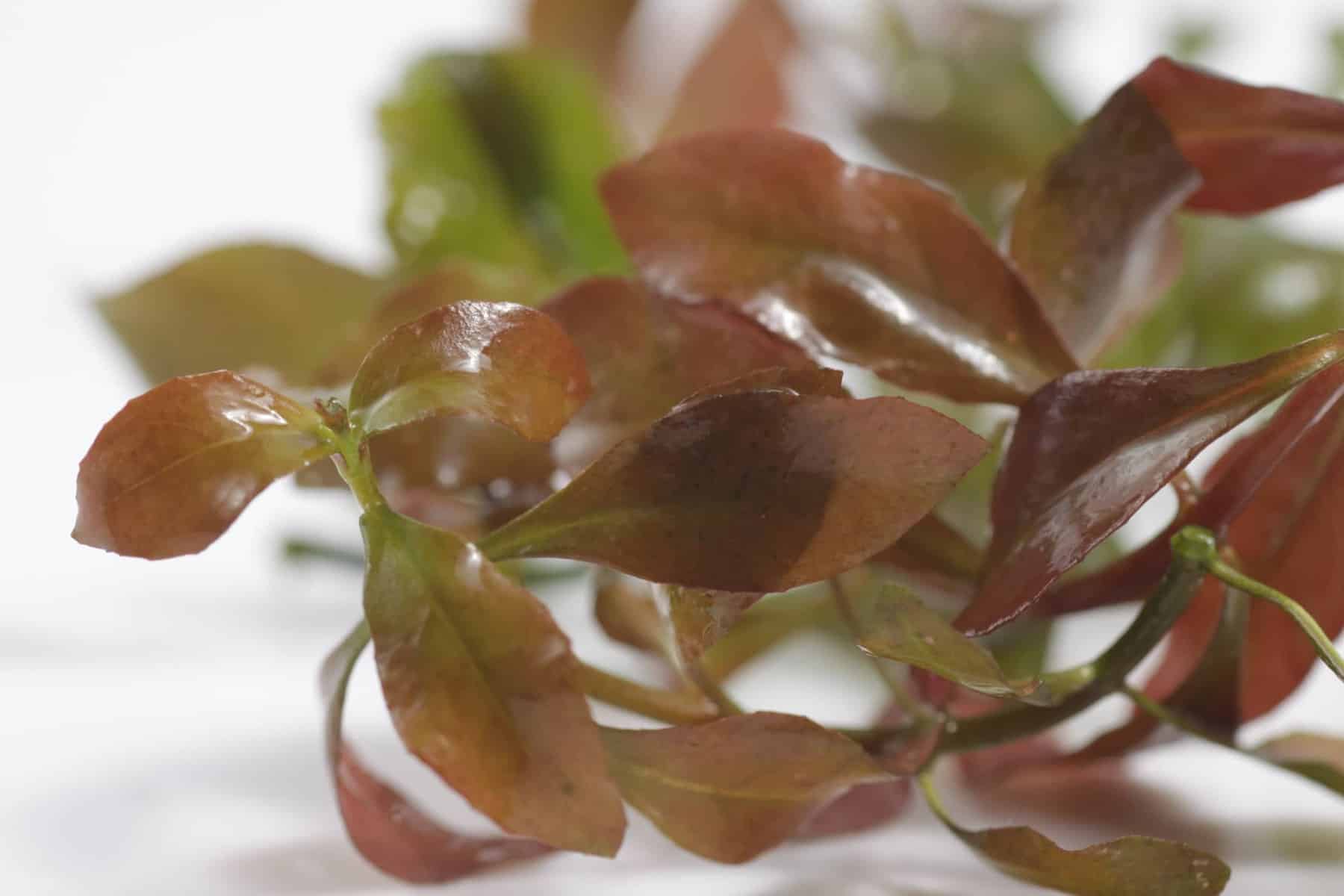17 Beautiful Red Aquarium Plants for Every Home Tank
