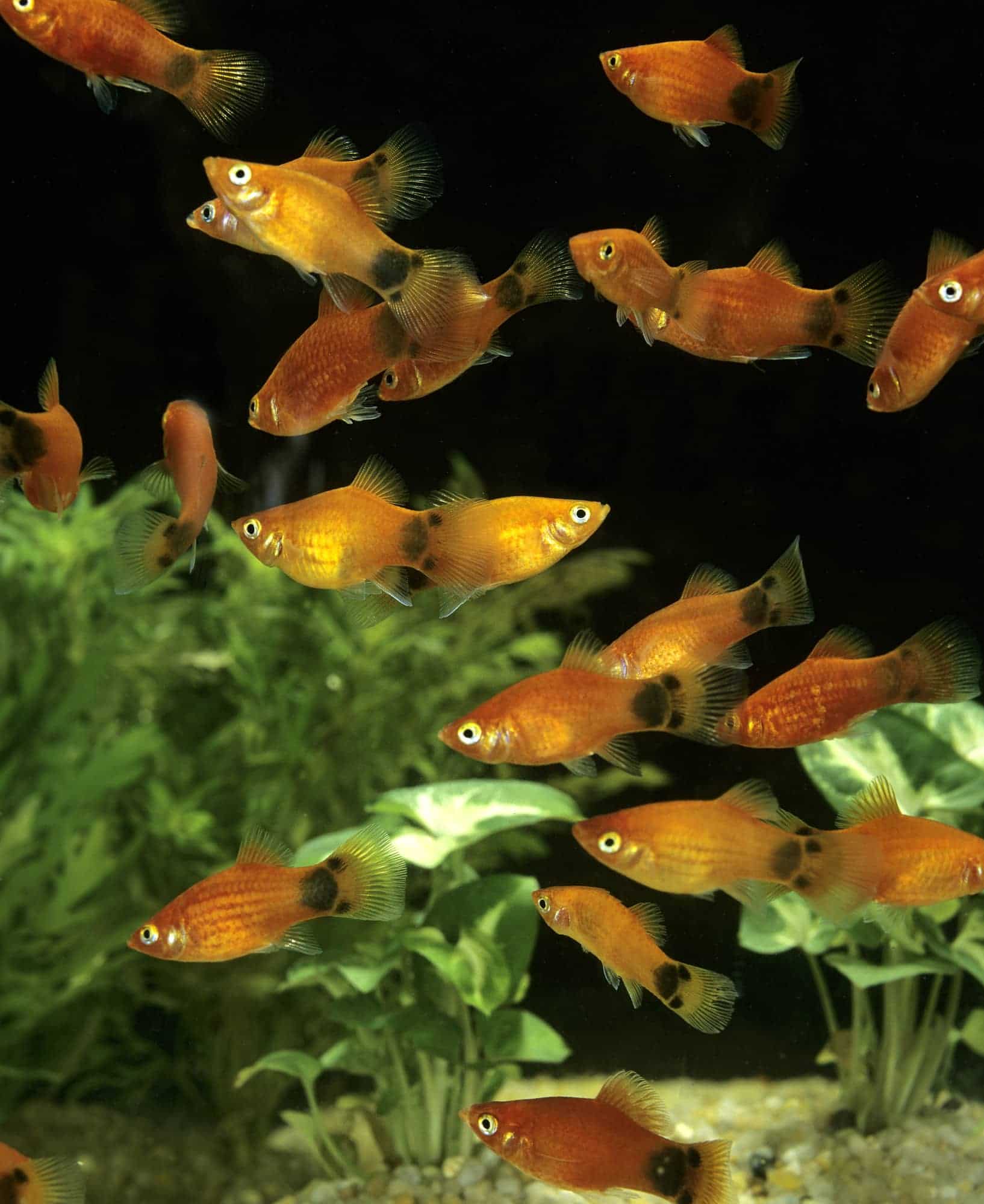 Mickey Mouse Platy Fish Care Guide