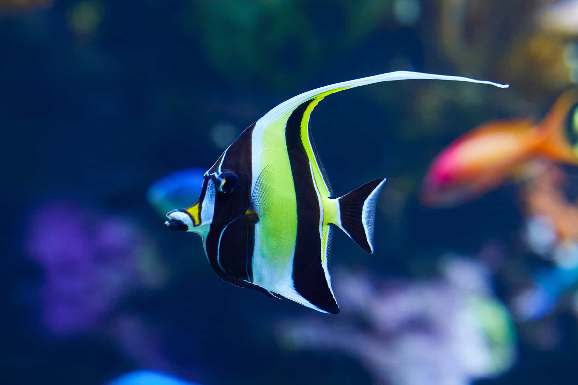 6 Colorful Saltwater Fish: Stunning Aquarium Additions