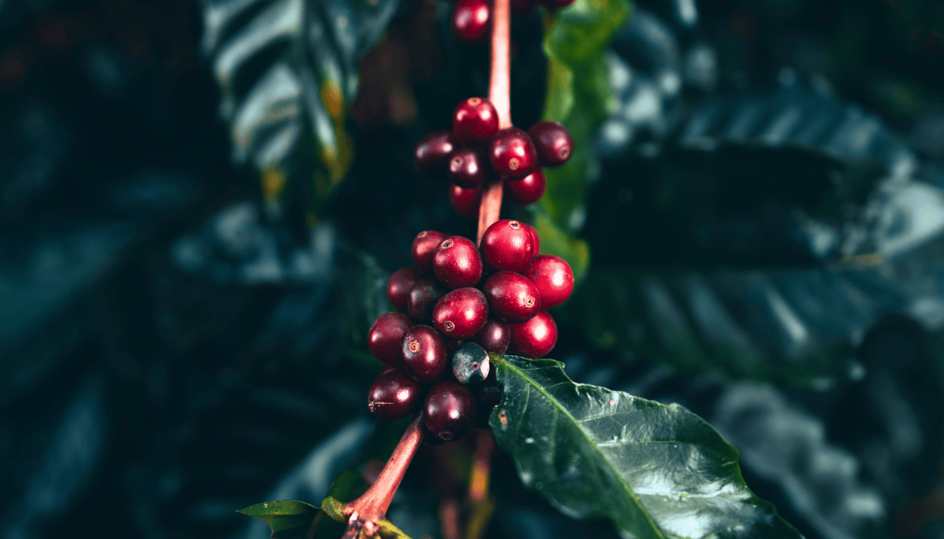 Single Origin vs. Blend Coffee: Key Differences Explained - Bean Ground