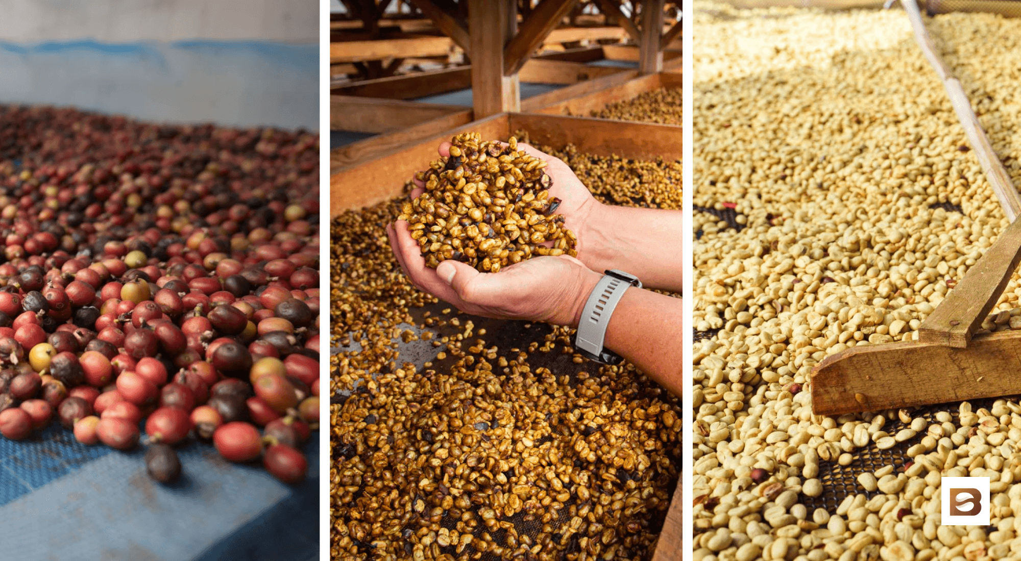 Coffee Processing Methods: Wet, Dry, & Honey - Bean Ground