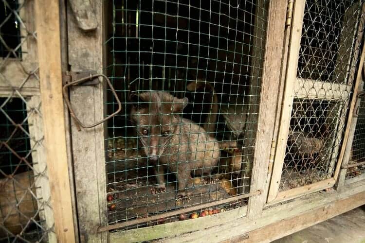 What Is Kopi Luwak? A Closer Look At Cat Poop Coffee - Bean Ground