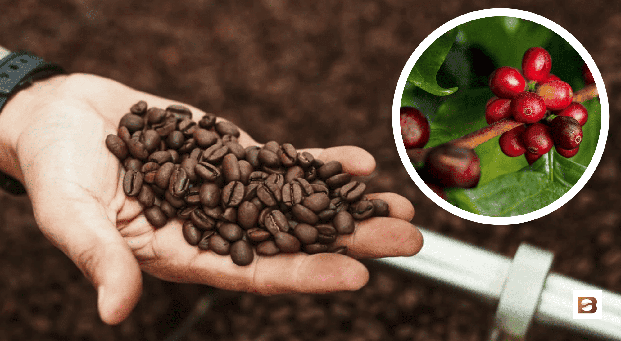 Exploring Coffee Cherries: A Complete Overview • Bean Ground