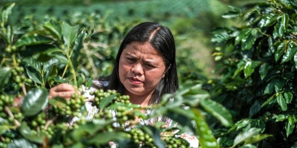 Coffee Processing Methods: Wet, Dry, & Honey - Bean Ground