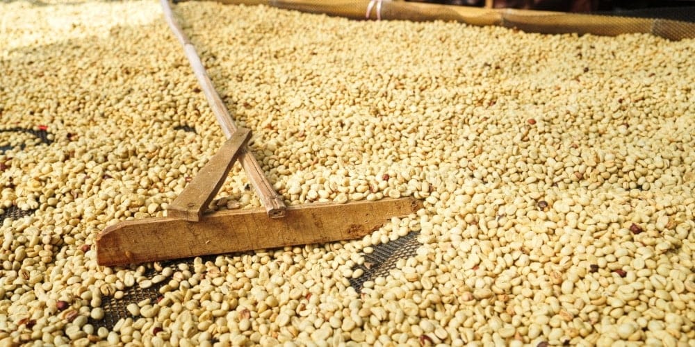 Coffee Processing Methods: Wet, Dry, & Honey - Bean Ground