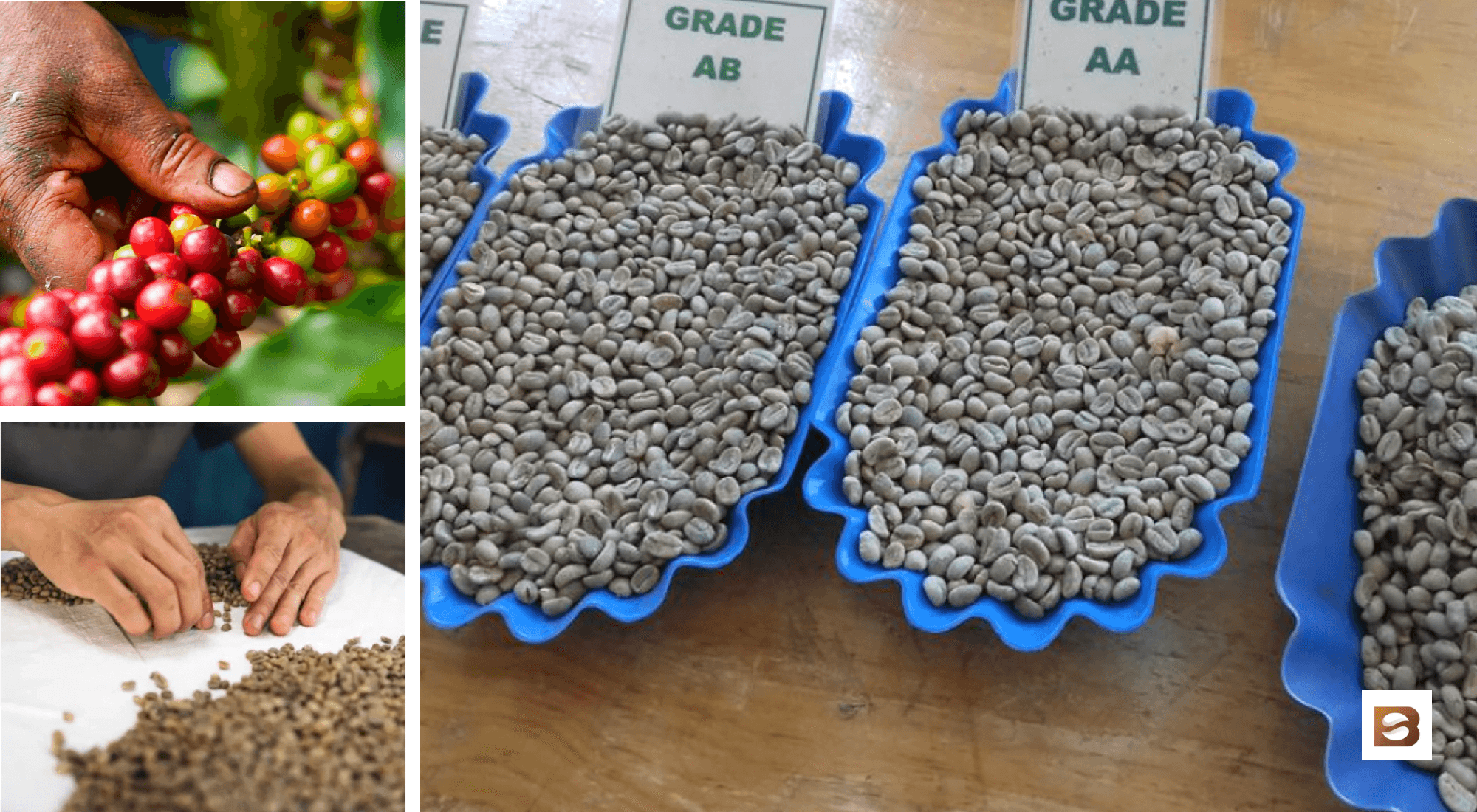 Coffee Grading: Deciphering the Bean Rating Process - Bean Ground
