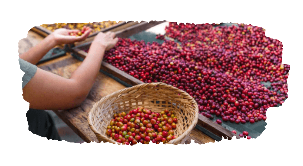Exploring Coffee Cherries: A Complete Overview - Bean Ground