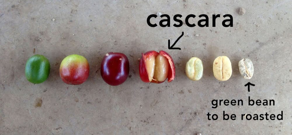 Exploring Coffee Cherries: A Complete Overview - Bean Ground