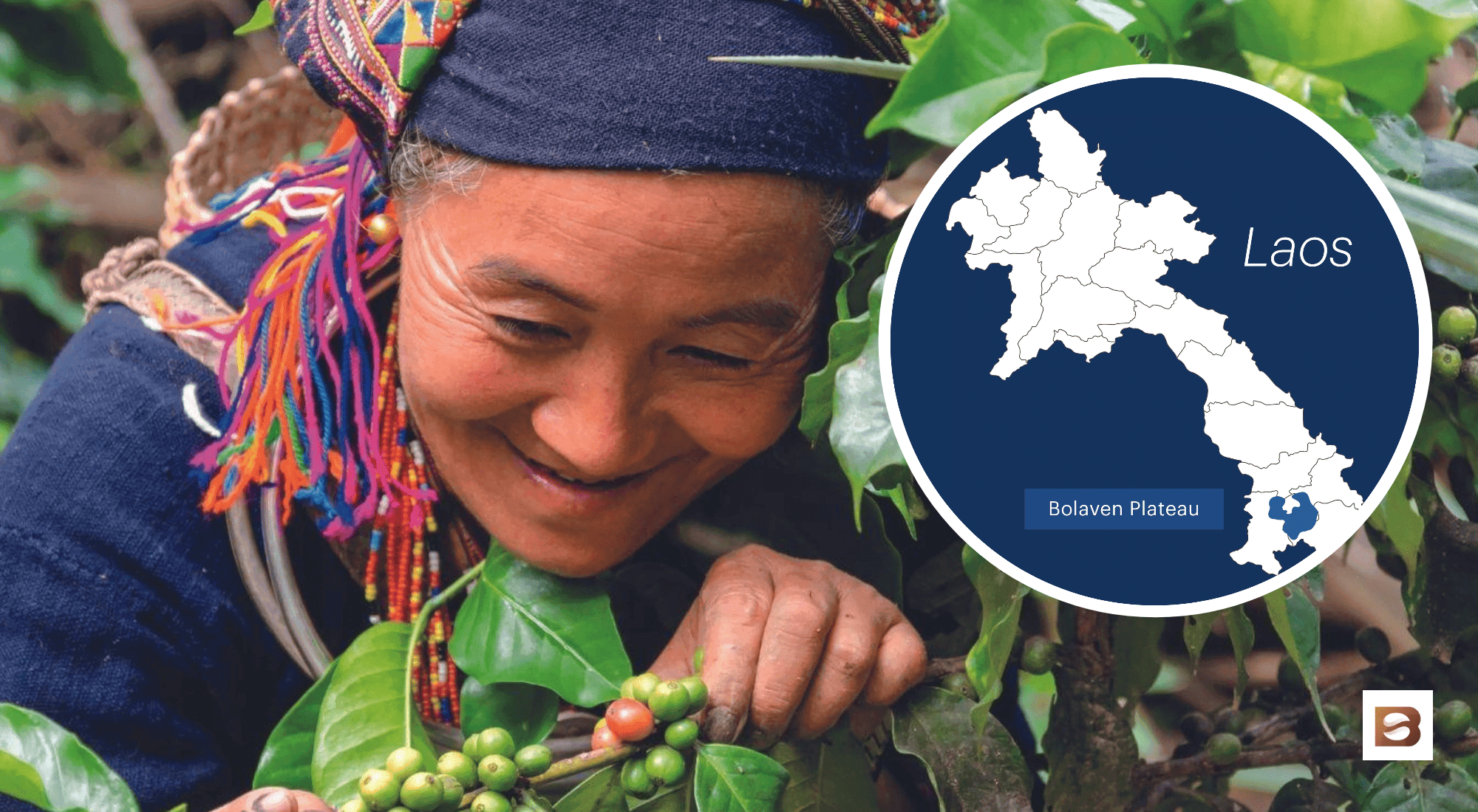 Insight into Laos Coffee: A Comprehensive Guide - Bean Ground