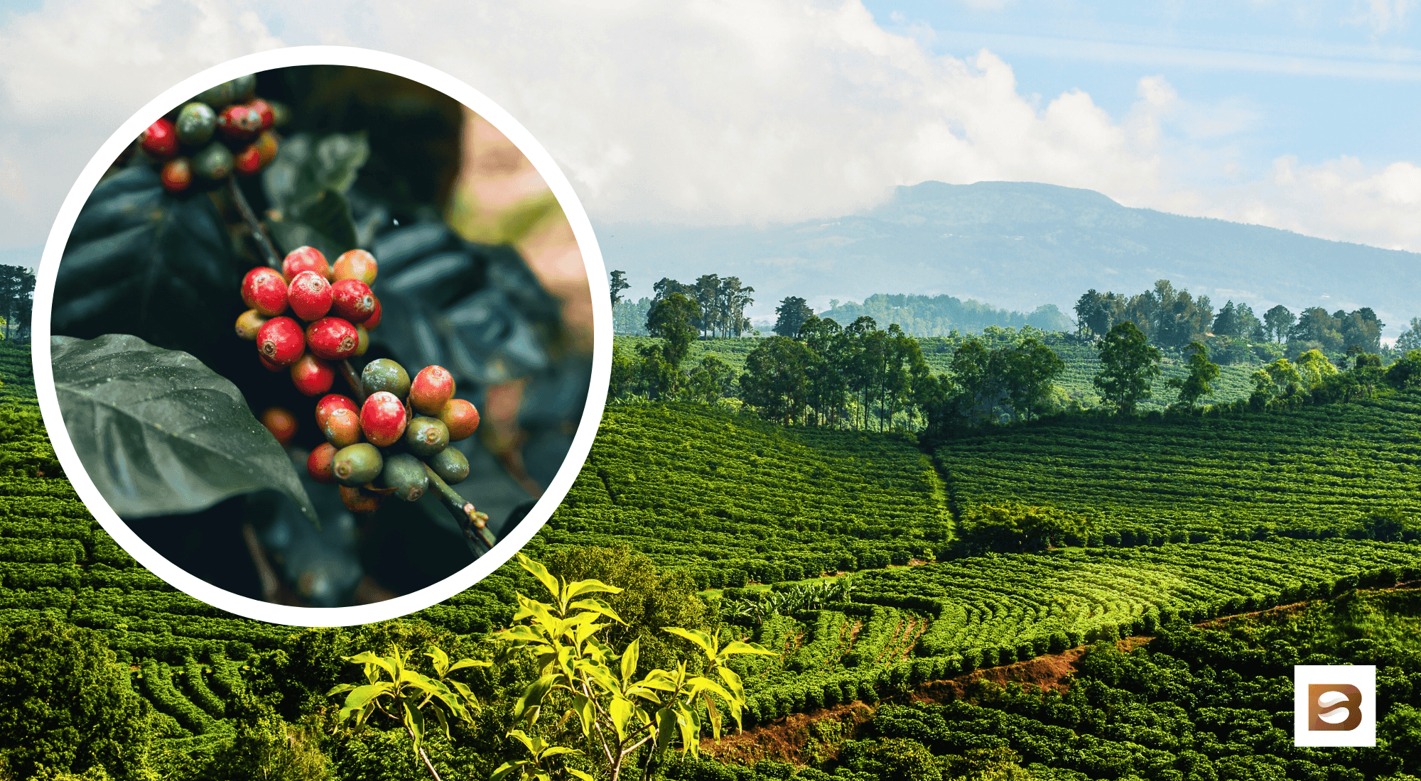 Monsoon Coffee: Rare, Rich, and Remarkable - Bean Ground