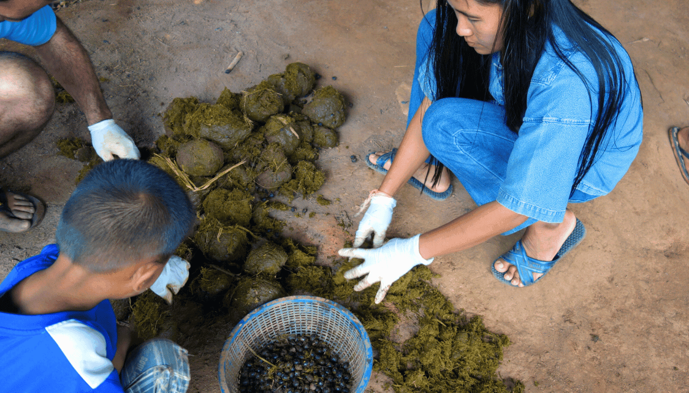 The Most Expensive Elephant Dung In The World! …Black Ivory Coffee ...