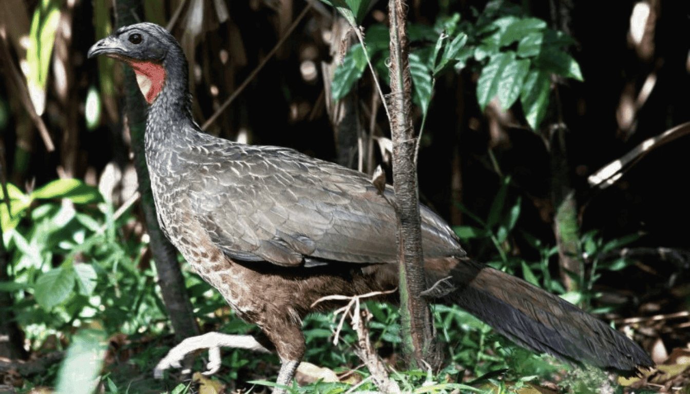 What Is Bird Poop Coffee? Wow! Coffee Beans From Bird Droppings - Bean Ground