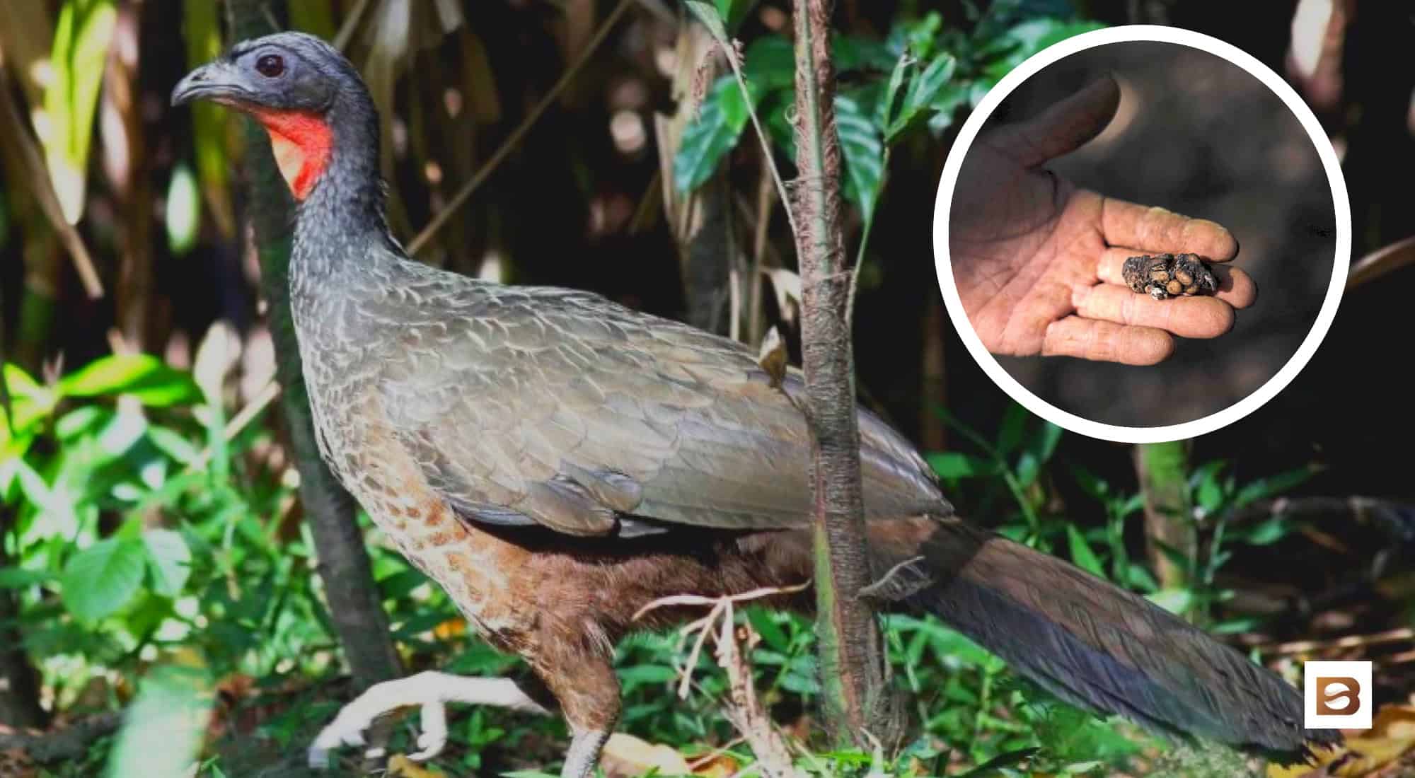 What Is Bird Poop Coffee? Wow! Coffee Beans From Bird Droppings - Bean ...