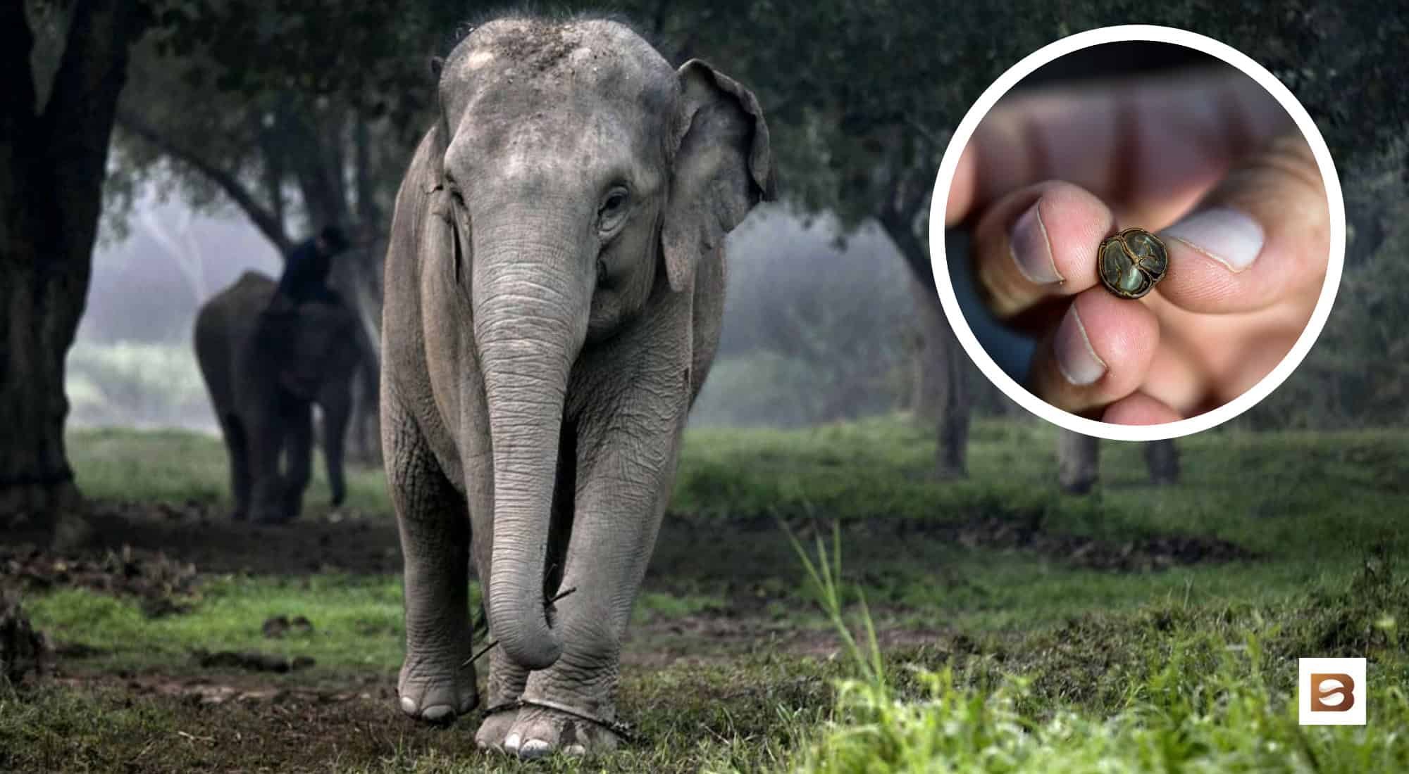 The Most Expensive Elephant Dung In The World! …Black Ivory Coffee ...