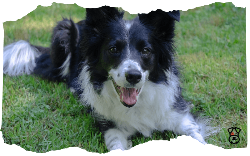 Top 10 Most Intelligent Dog Breeds Ranked by Expert Trainers - DOGGYTASTIC