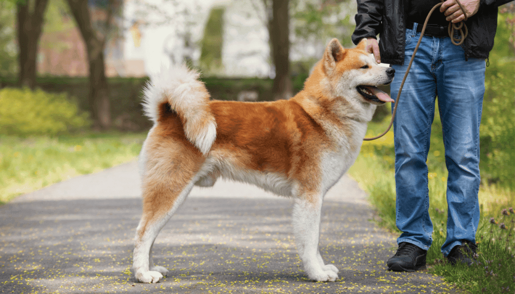 12 Best Guard Dog Breeds To Protect Your Family and Home - Doggytastic!