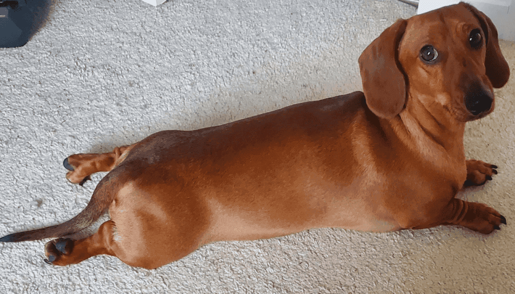 Discover 12 Dog Breeds That Sploot - Doggytastic!