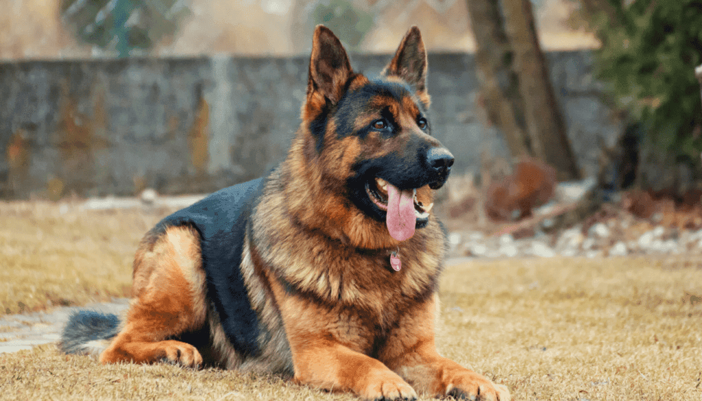 12 Best Guard Dog Breeds To Protect Your Family and Home - DOGGYTASTIC